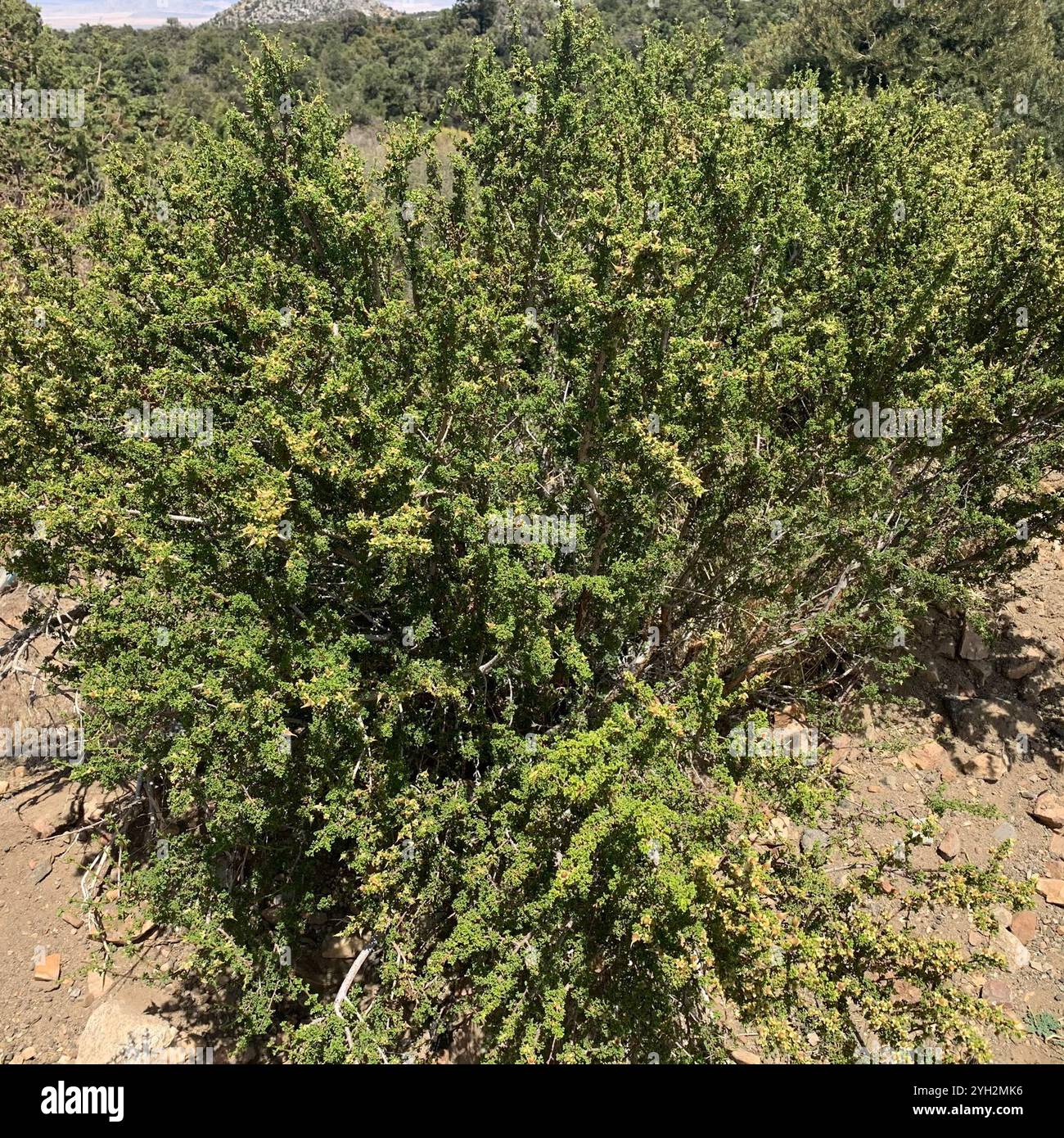 Purshia glandulosa hi-res stock photography and images - Alamy