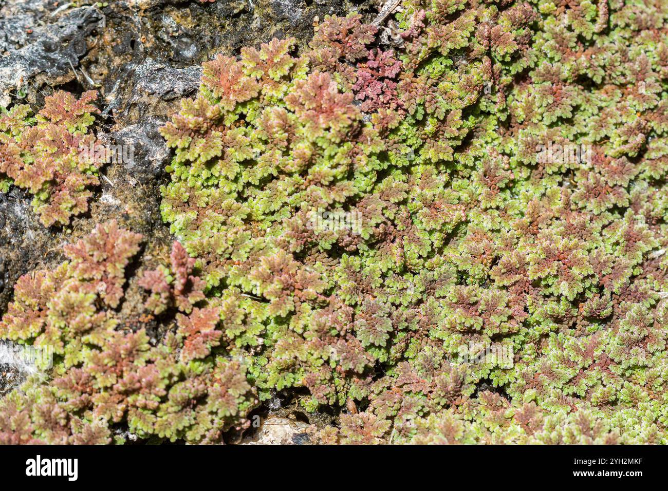 water fern (Azolla filiculoides Stock Photo - Alamy