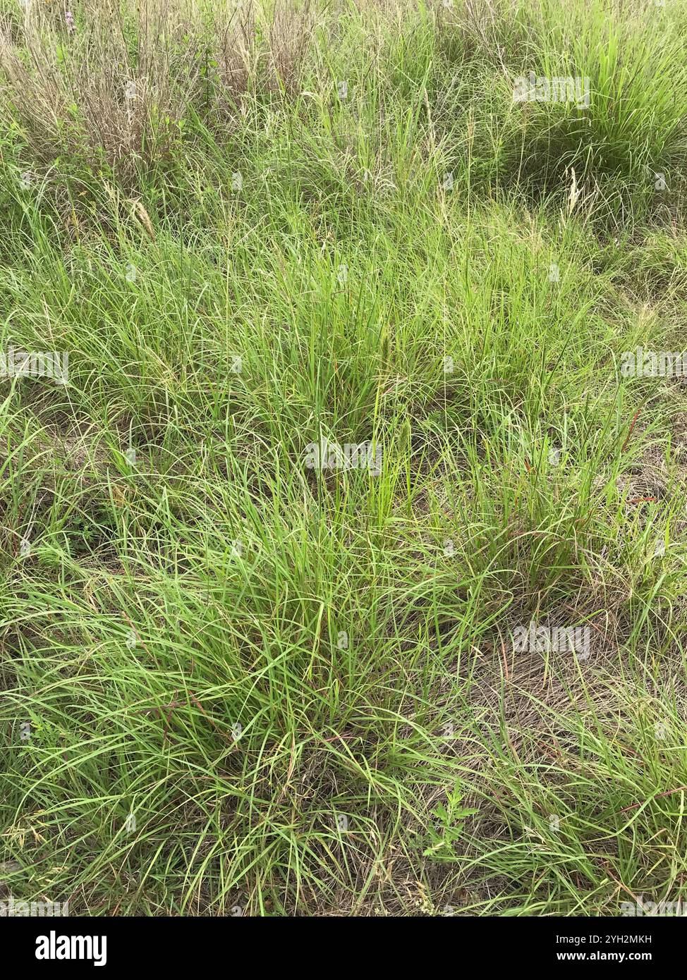 King Ranch bluestem (Bothriochloa ischaemum Stock Photo - Alamy