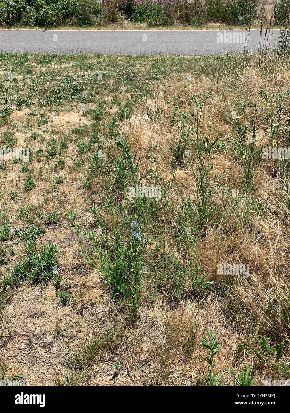 Common Madia (Madia elegans Stock Photo - Alamy