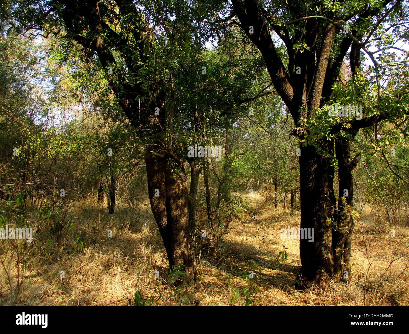 tamboti (Spirostachys africana Stock Photo - Alamy