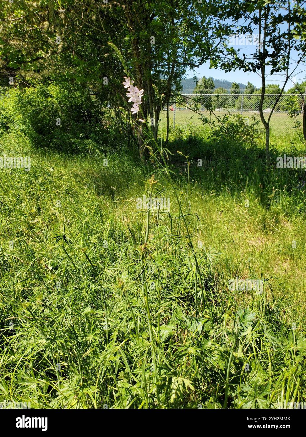 Meadow checker mallow hi-res stock photography and images - Alamy