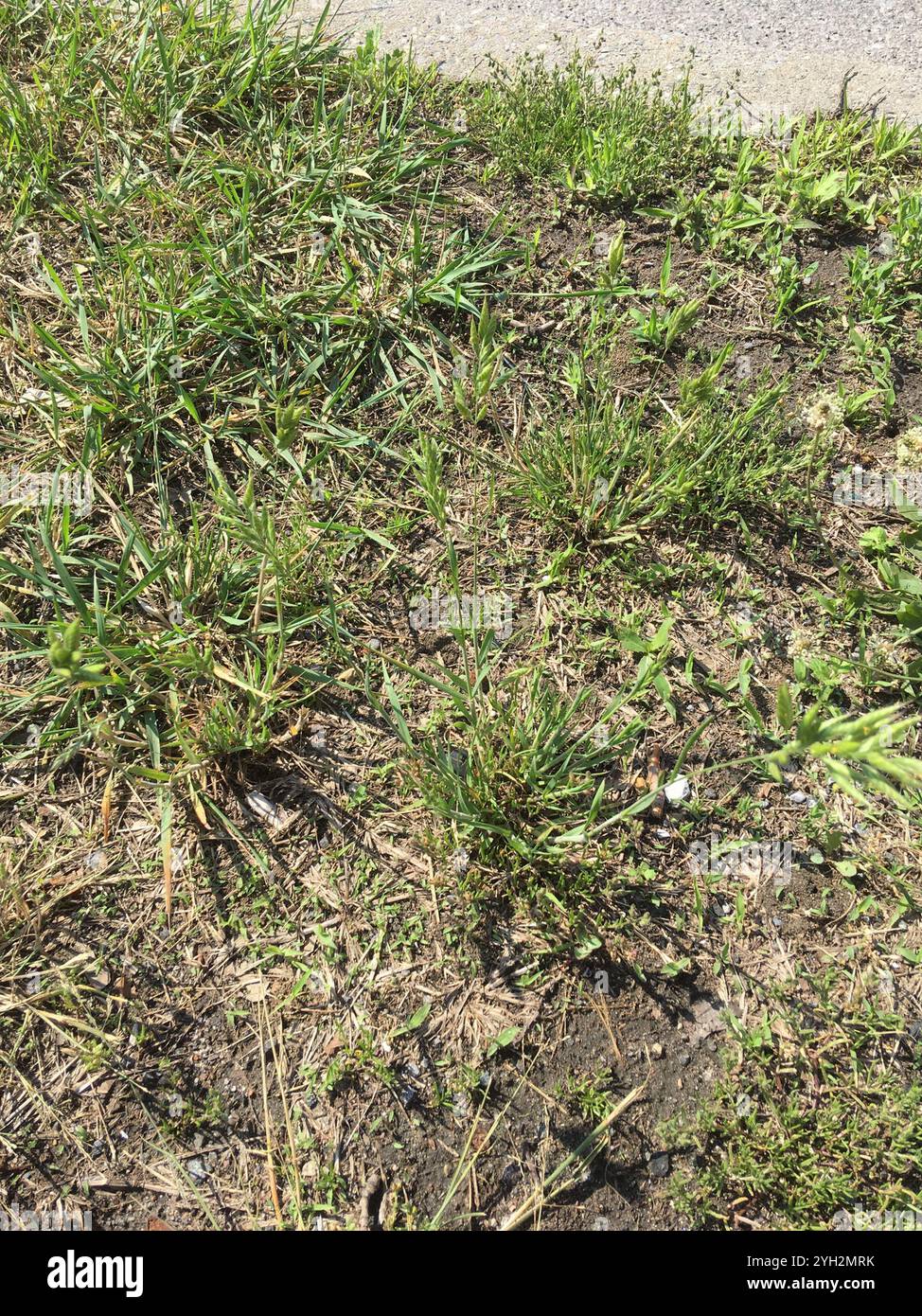Common soft brome hi-res stock photography and images - Alamy