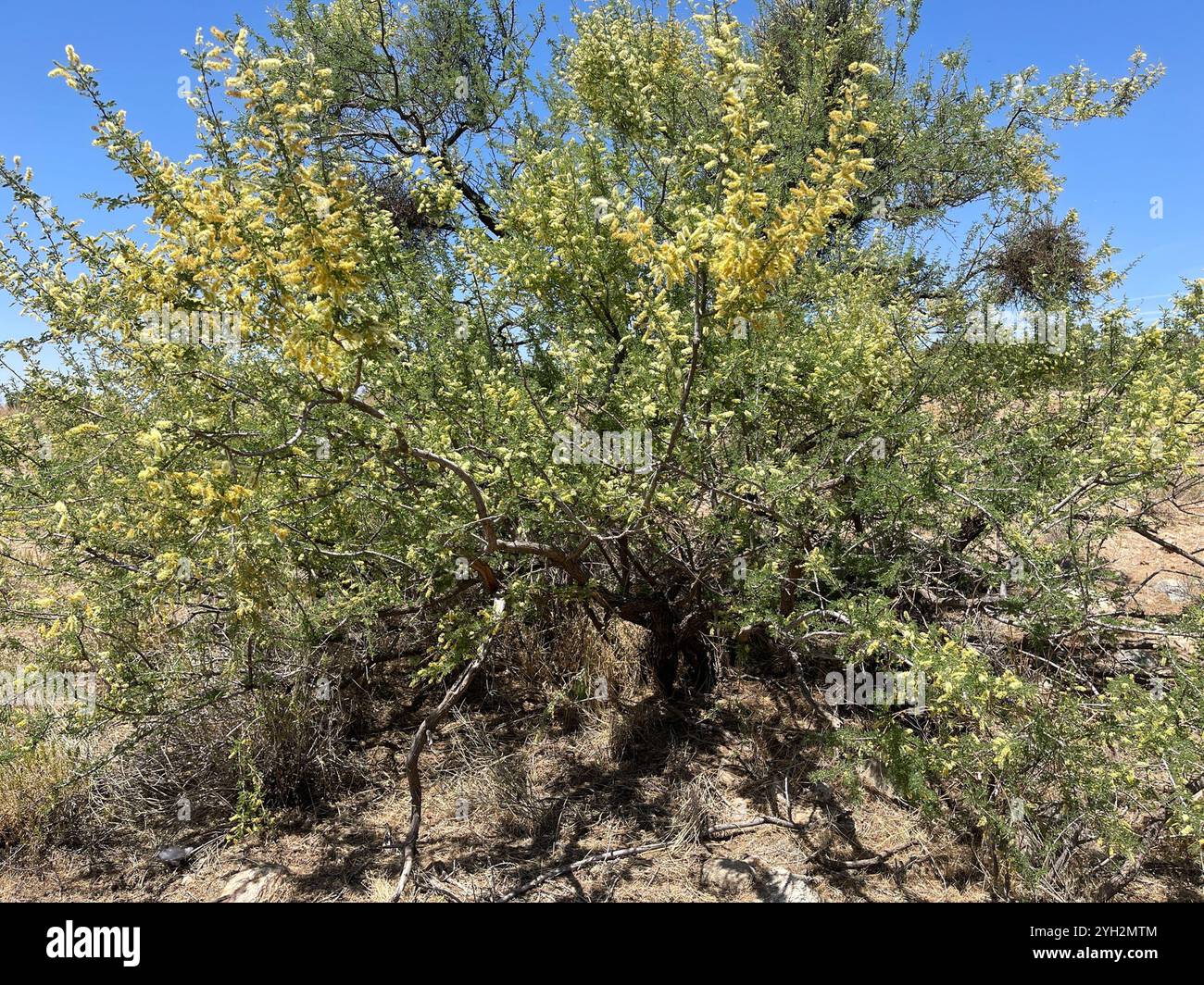 Catclaw Acacia (Senegalia greggii Stock Photo - Alamy