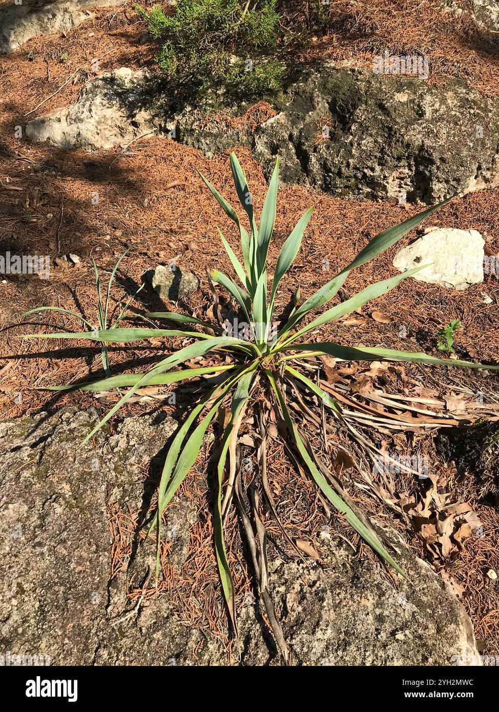 Twisted-leaf Yucca (Yucca rupicola Stock Photo - Alamy