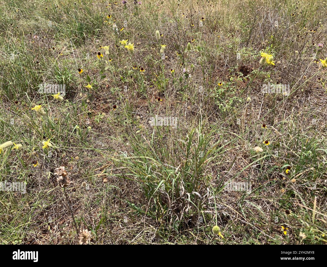 Dalea aurea hi-res stock photography and images - Alamy