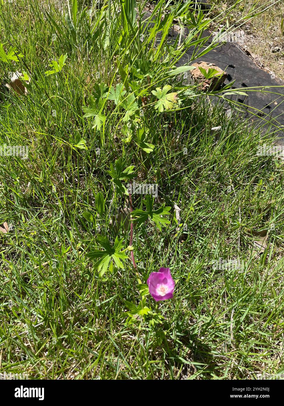 winecup mallow (Callirhoe involucrata Stock Photo - Alamy
