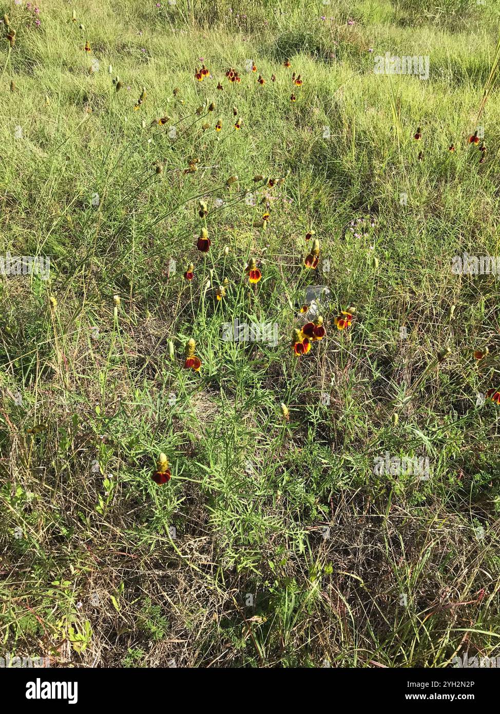 upright prairie coneflower (Ratibida columnifera Stock Photo - Alamy