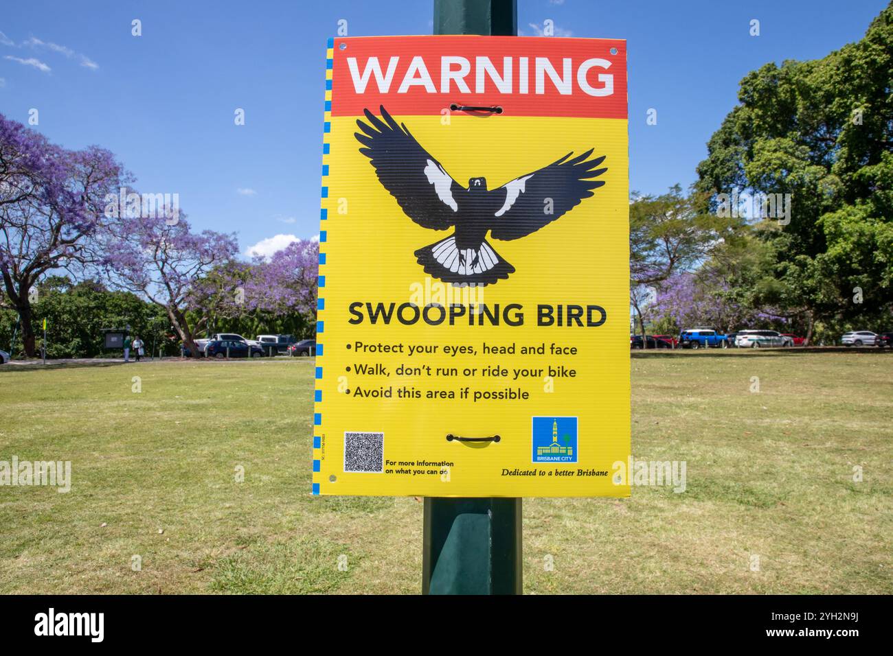 Australian magpie swooping hi-res stock photography and images - Alamy