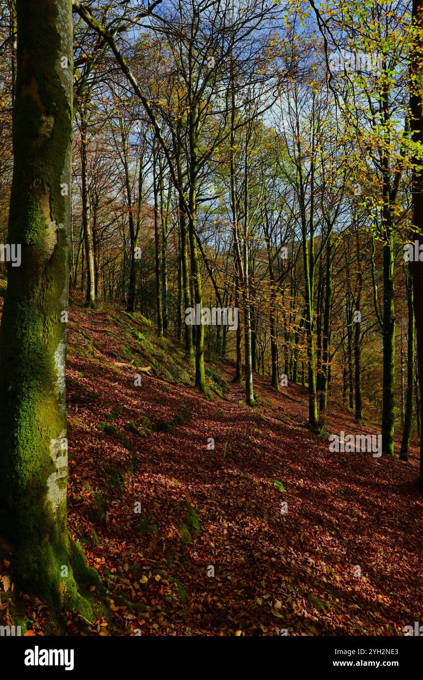 Dyfi Forest in mid Wales UK showing trek pathways during the Autumn ...