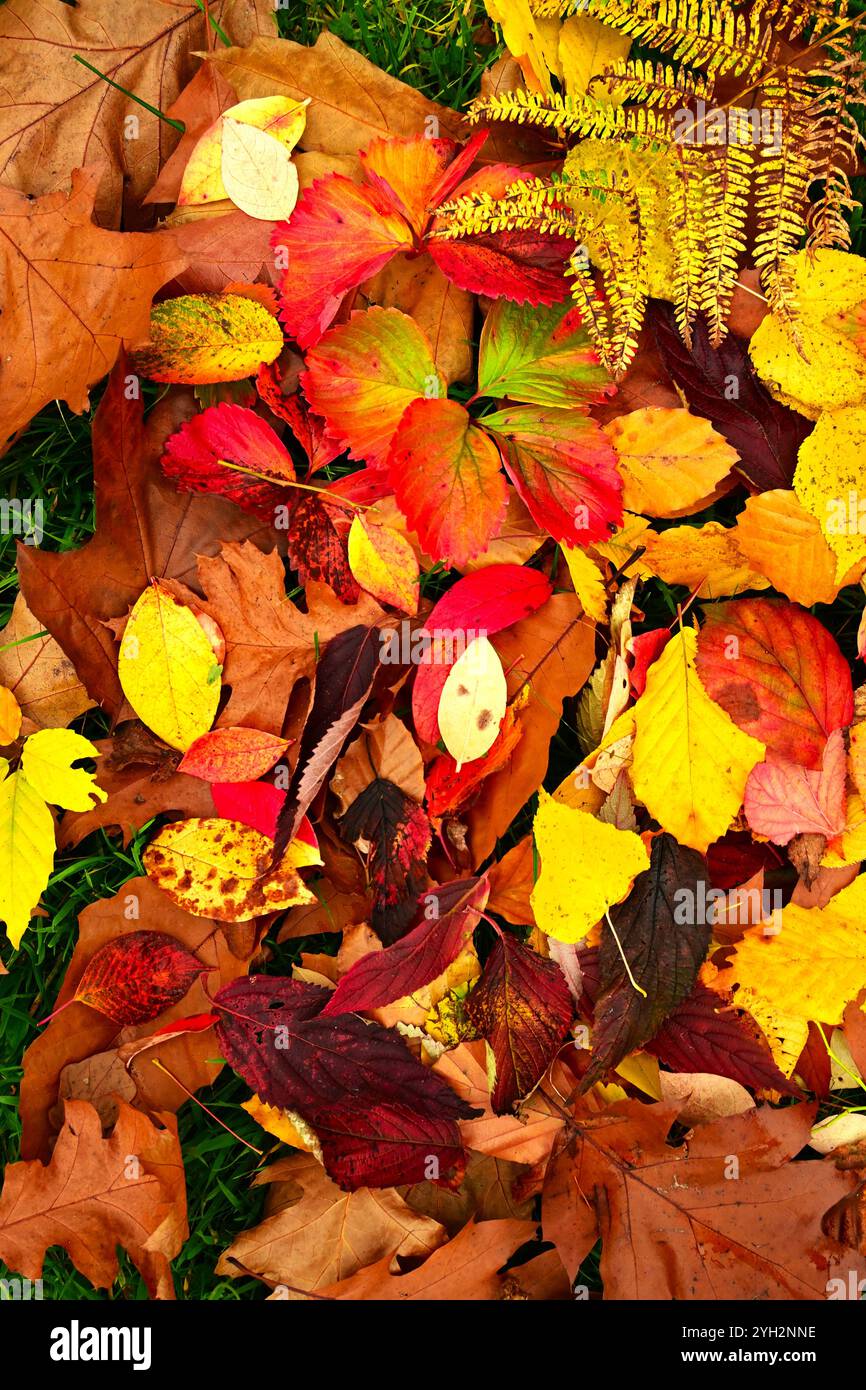 Autumn leaves display showing vibrant colours/colors including Oak ...