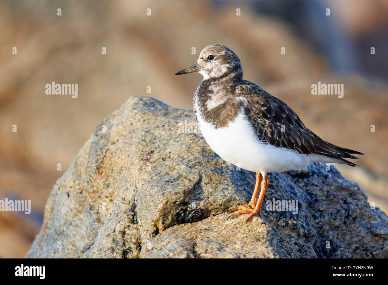 Sea turtle dove (Arenaria interpres). A turtle dove perched on a rock ...