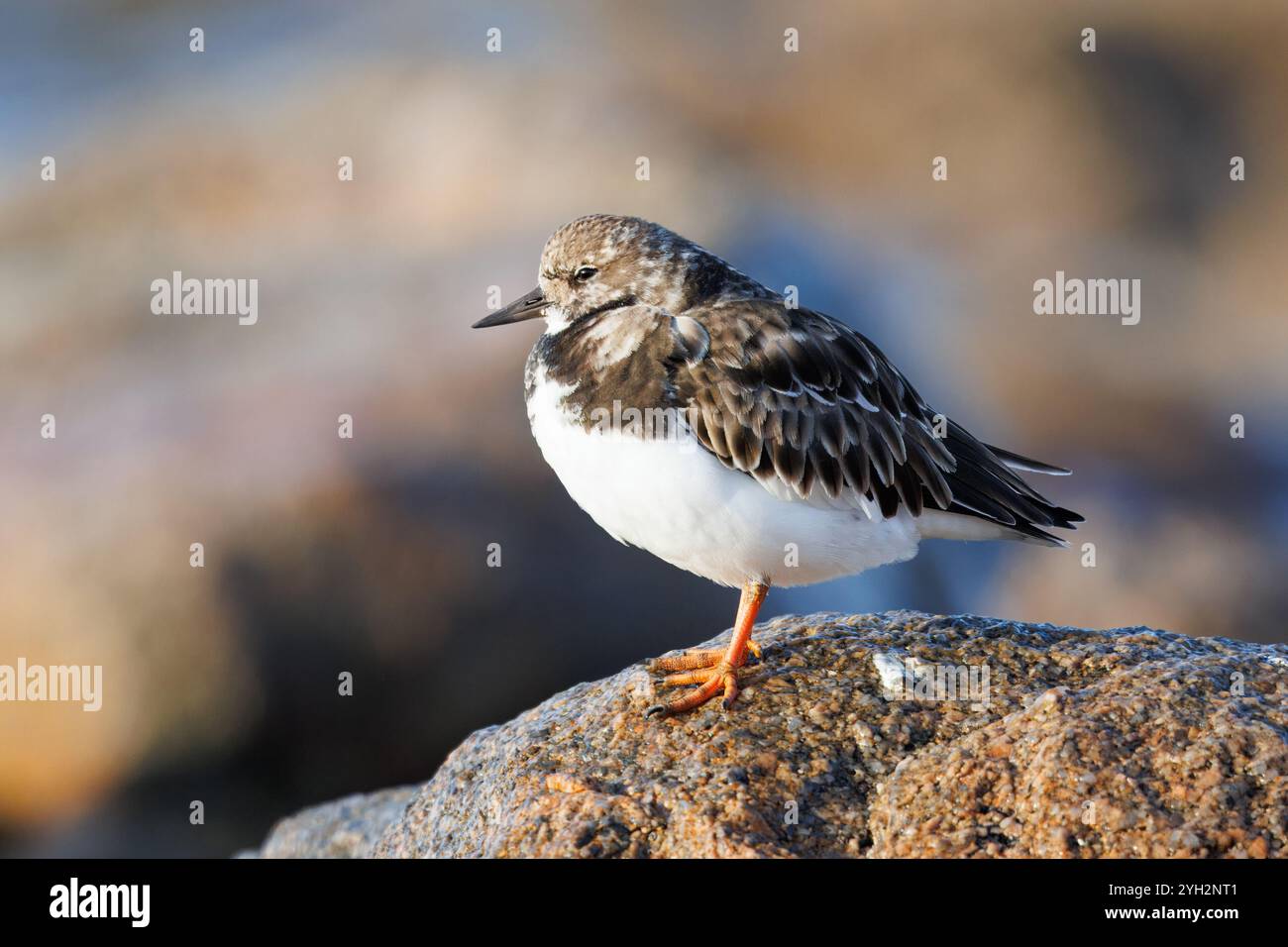 Sea turtle dove (Arenaria interpres). Sea turtle dove resting on a rock ...