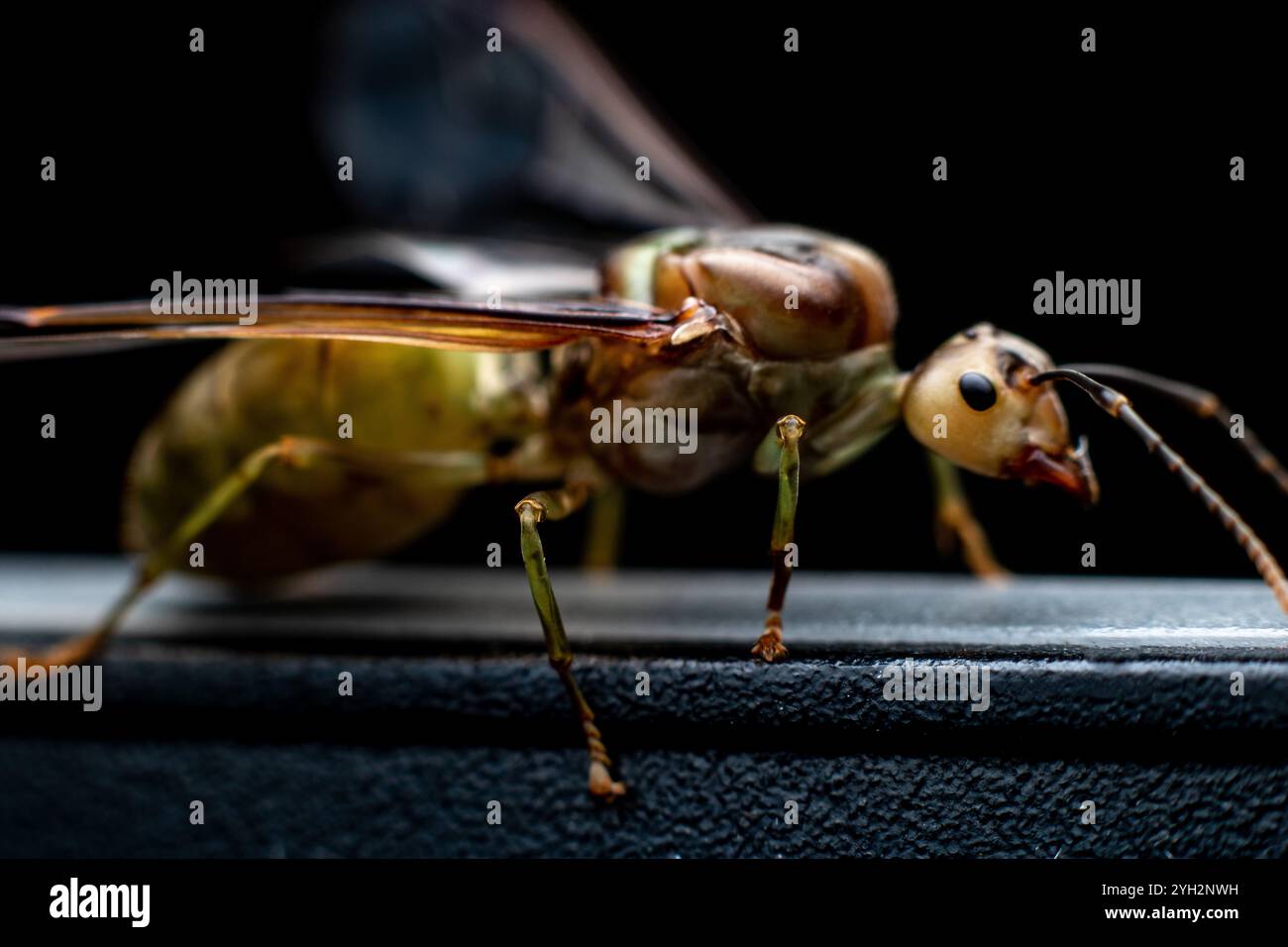 Flying ant anatomy hi-res stock photography and images - Alamy