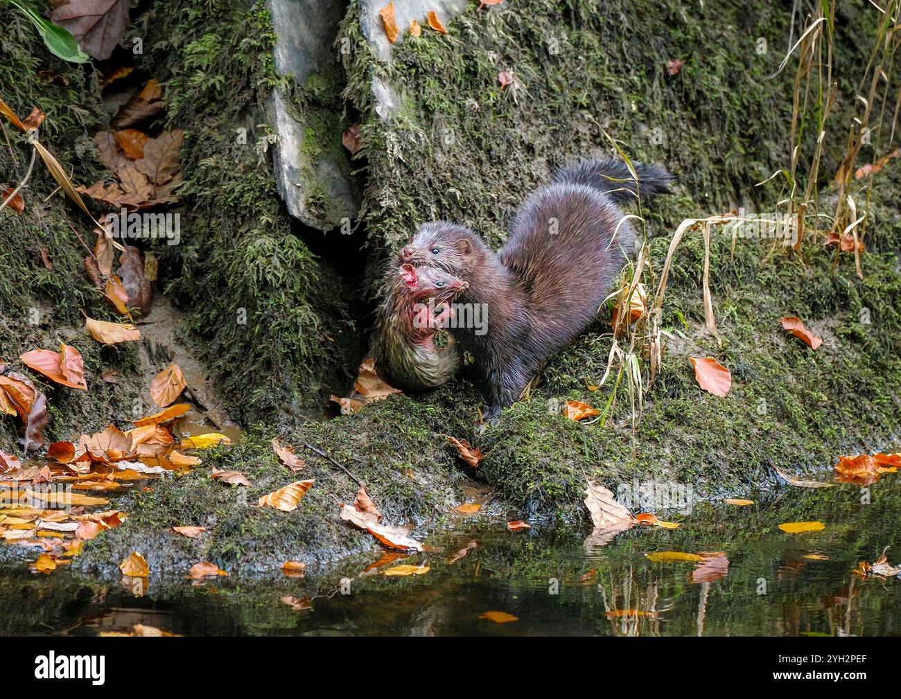 Mink catching and killing Rat, River Teifi, Wales Stock Photo - Alamy