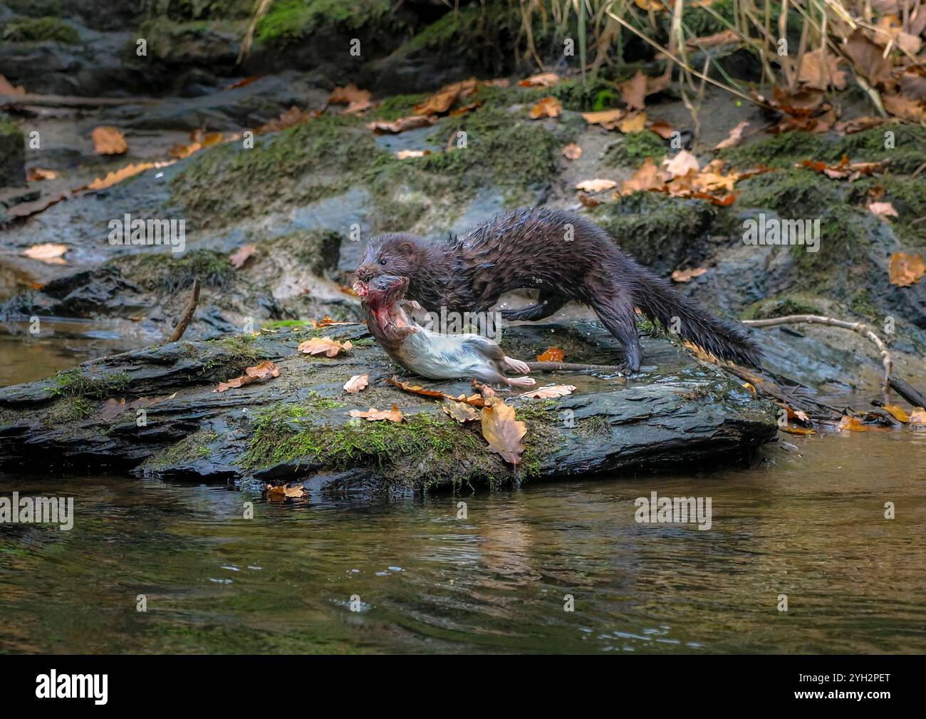 Vison catching hi-res stock photography and images - Alamy