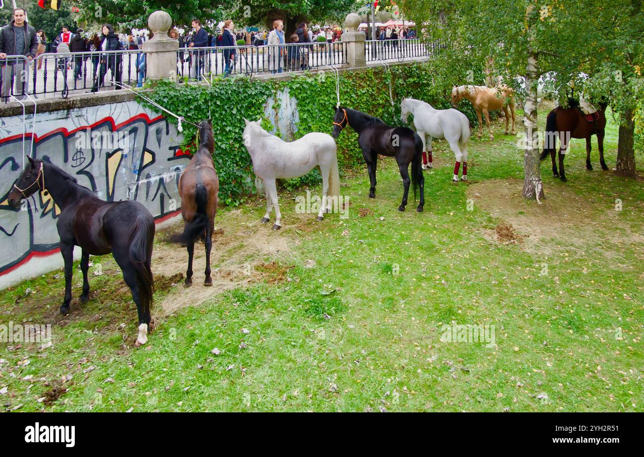 Seven horses tied up on the river bank before a historical reenactment ...