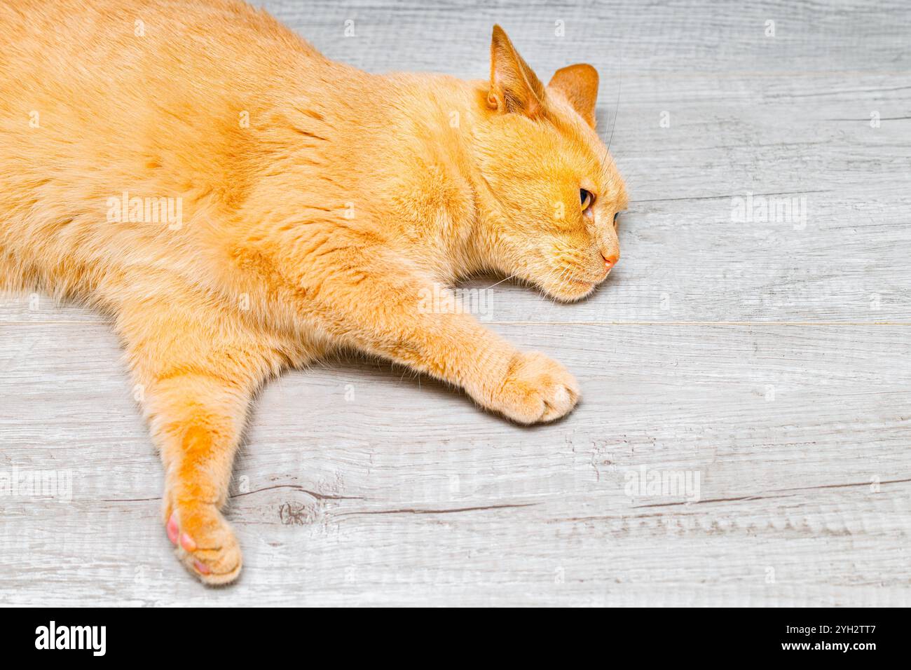 a sick ginger cat lies on the floor. the cat is sick. the cat stretched ...
