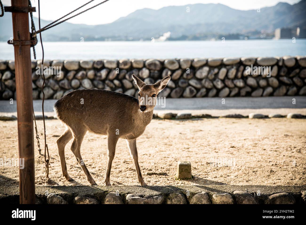 Hiroshima historic streetcar hi-res stock photography and images - Alamy