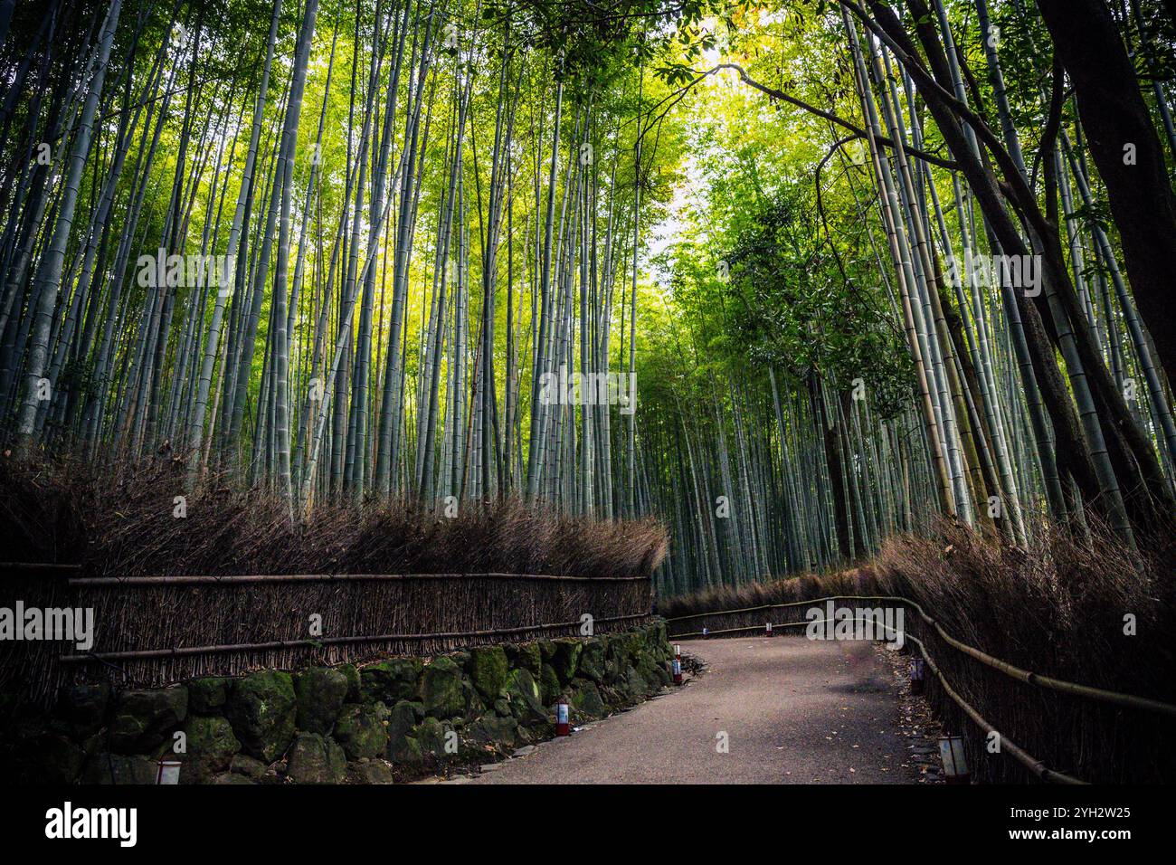 Scenic walkway through bamboo hi-res stock photography and images - Alamy