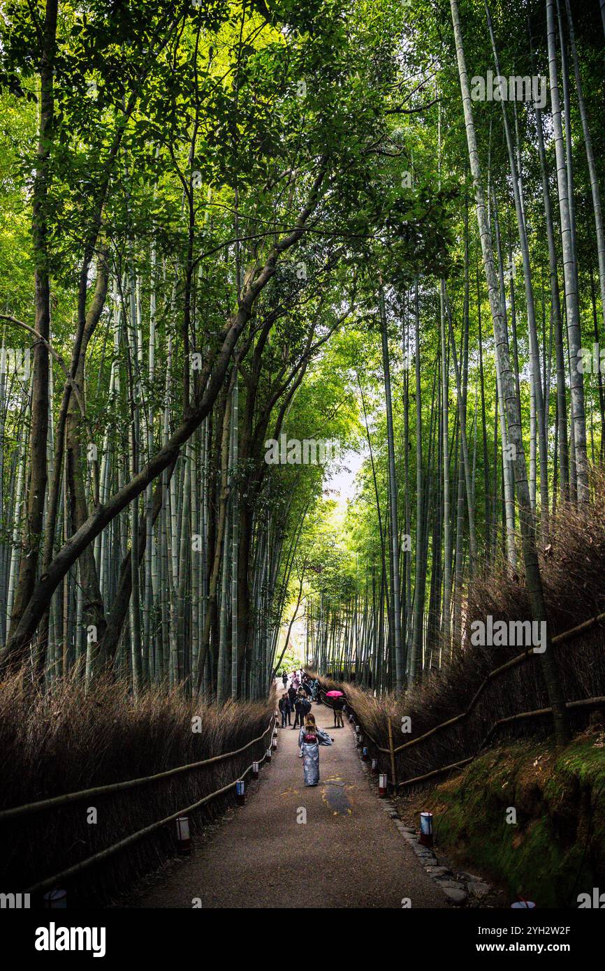 Bamboo Forest in Arashiyama, Kyoto Stock Photo - Alamy