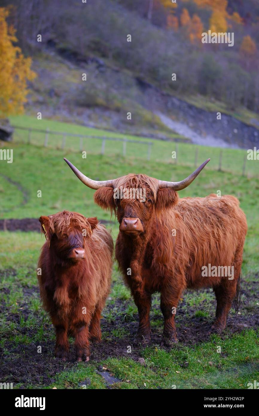 Norway farm cows hi-res stock photography and images - Alamy