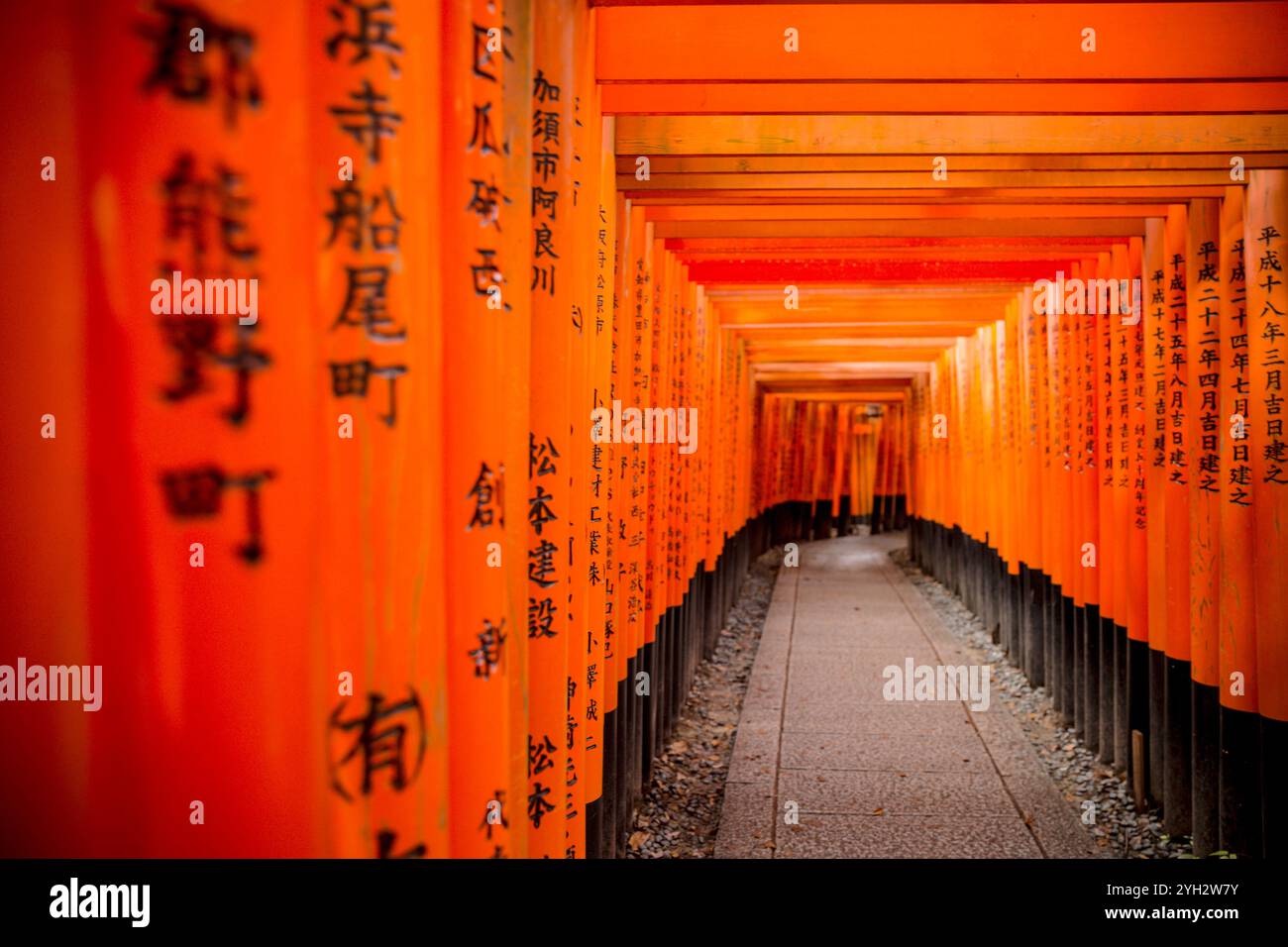 A walking path leads through a tunnel of torii gates Stock Photo - Alamy