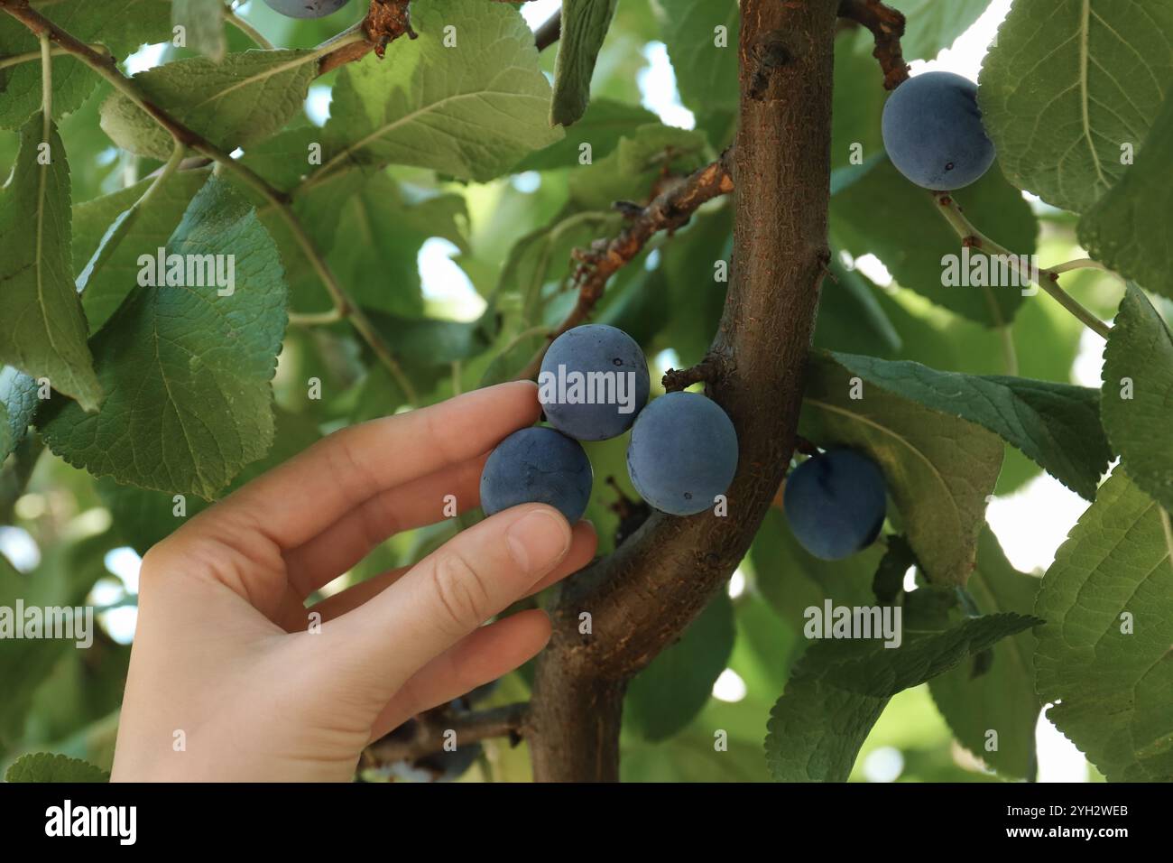 Woman picking ripe plum hi-res stock photography and images - Alamy