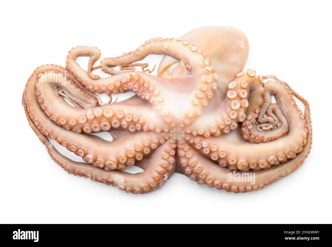 One fresh raw octopus isolated on white, top view Stock Photo - Alamy