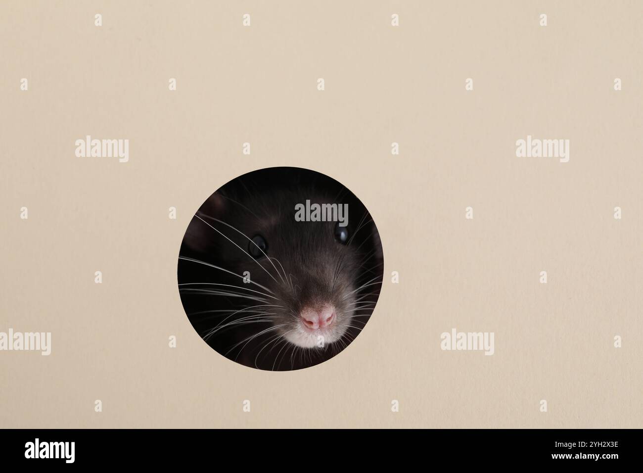 Cute rat looking through hole in beige paper sheet Stock Photo - Alamy