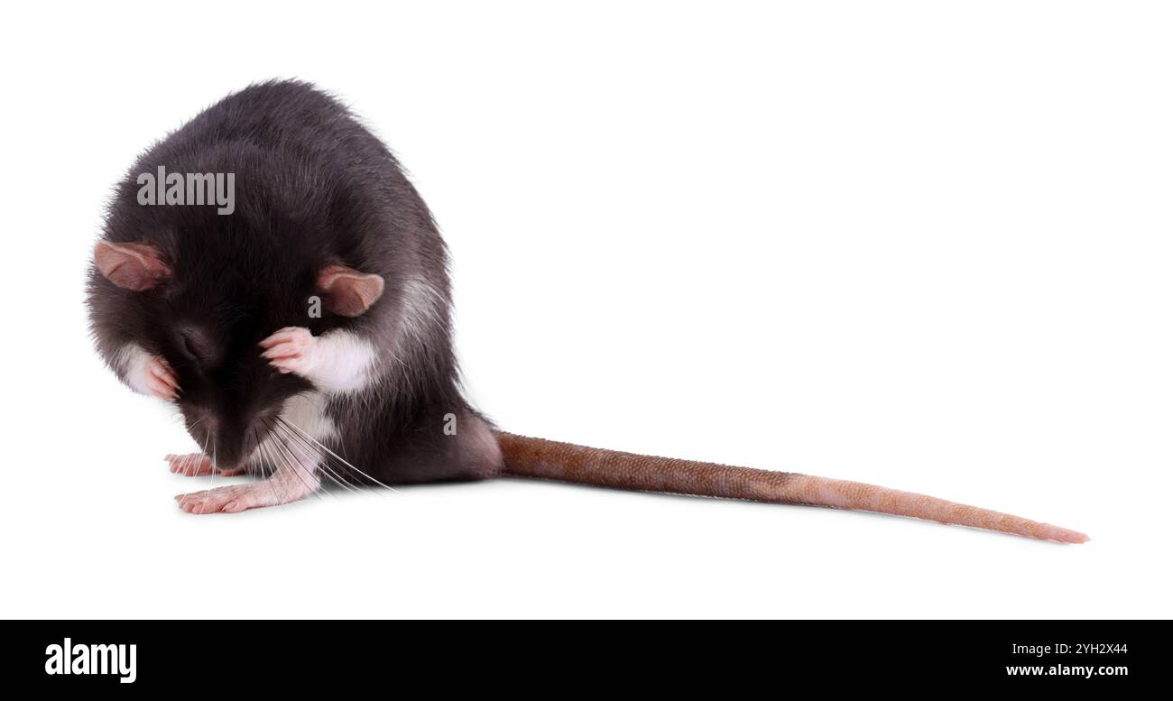One rat on white background. Cute rodent Stock Photo - Alamy