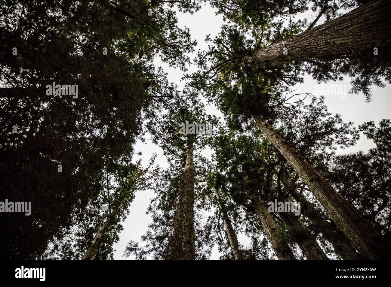 Towering Trees in a Sacred Japanese Forest Stock Photo - Alamy