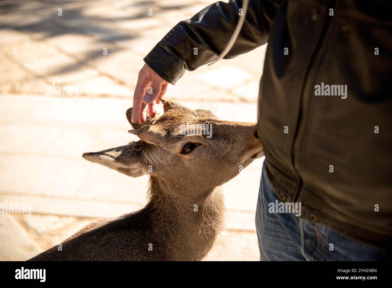 Nara deer interaction hi-res stock photography and images - Alamy