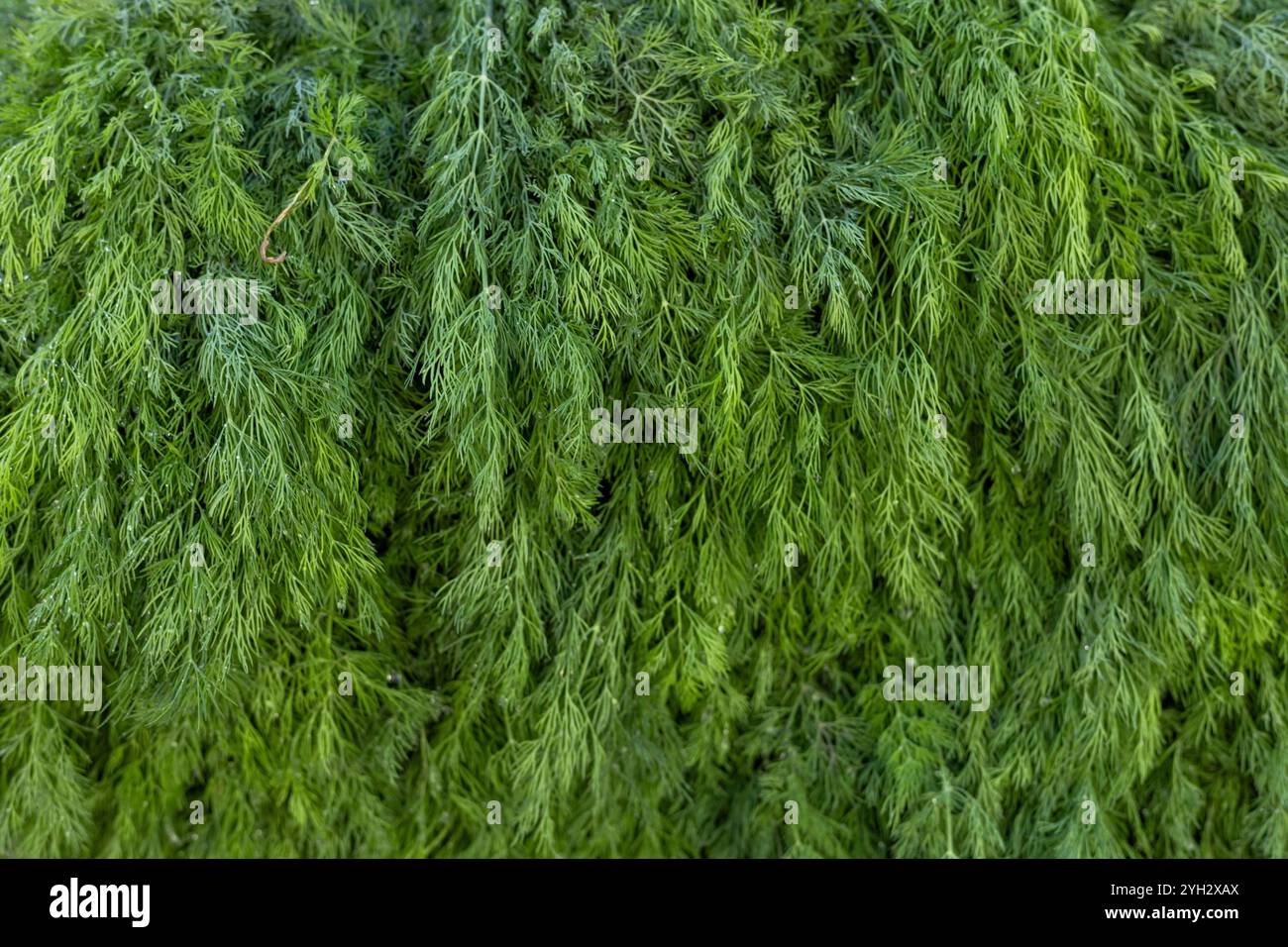 Fresh green foliage draping gracefully over a sunny garden path during ...