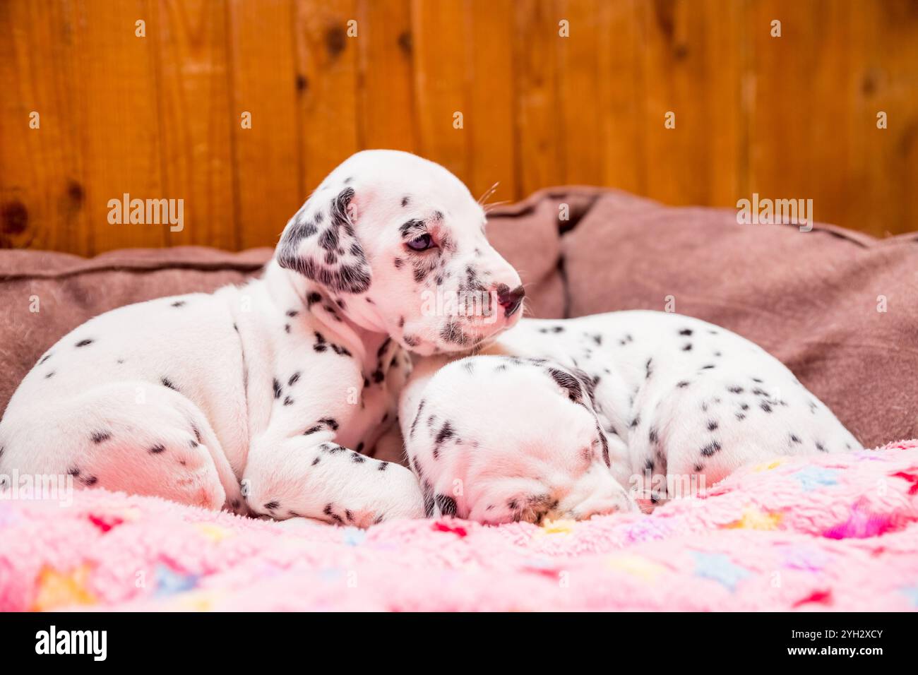 Dalmatian puppy newborn hi-res stock photography and images - Alamy