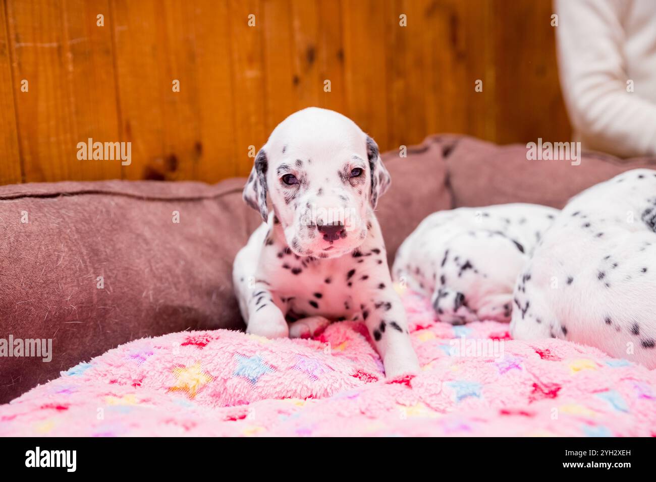 Dalmatian puppy newborn hi-res stock photography and images - Alamy