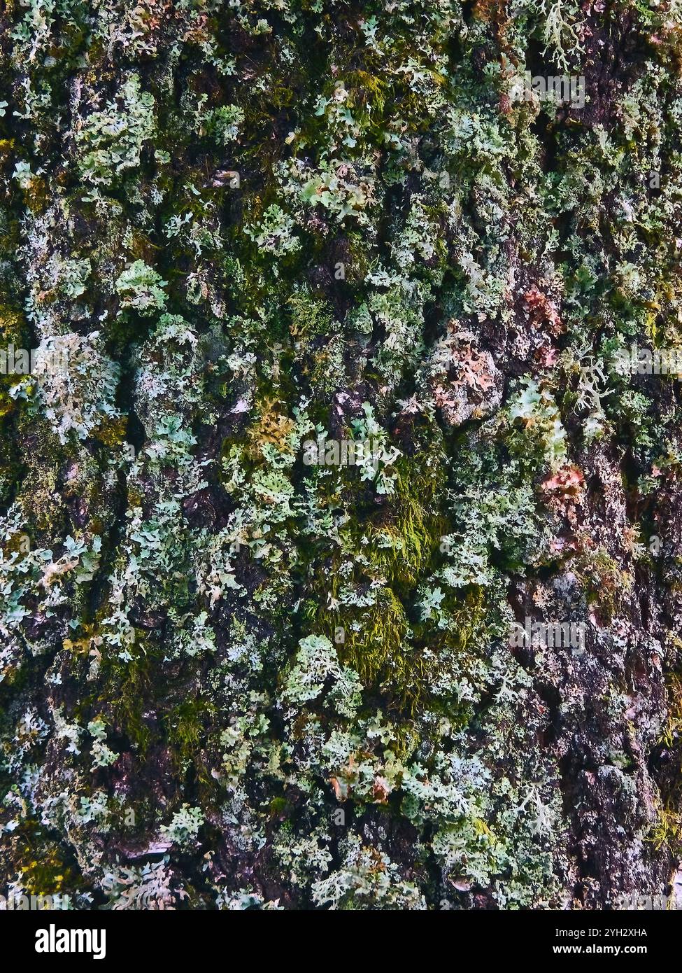 Lichen and tree textures hi-res stock photography and images - Alamy