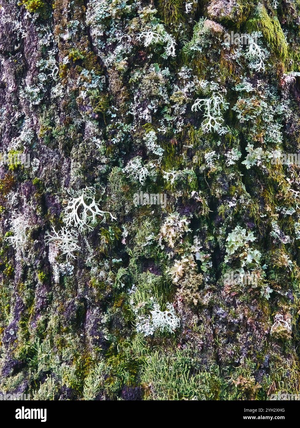 Colourful multicoloured tree hi-res stock photography and images - Alamy