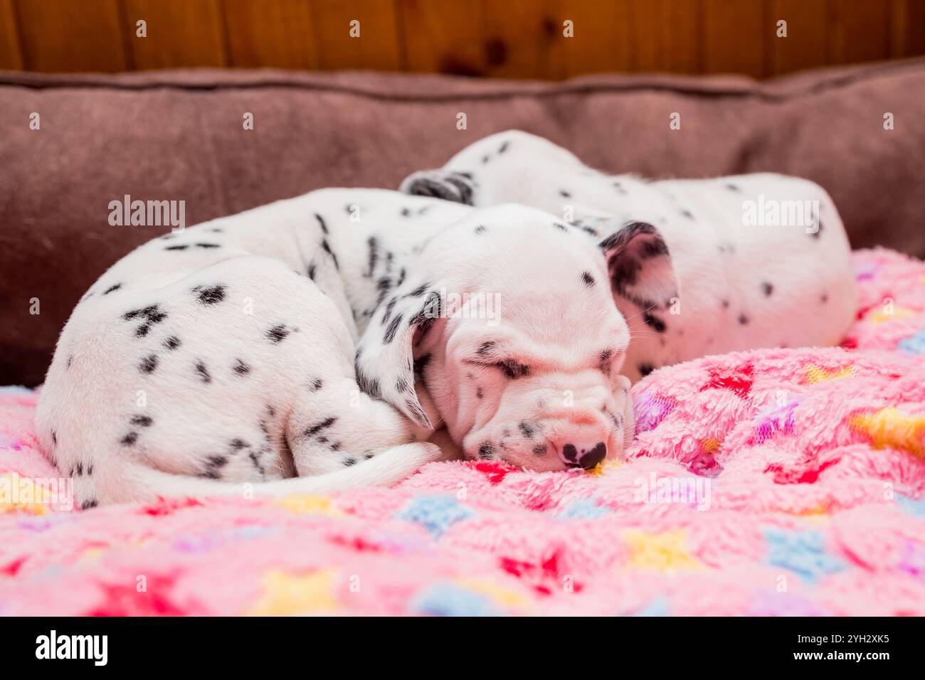 Dalmatian puppy newborn hi-res stock photography and images - Alamy