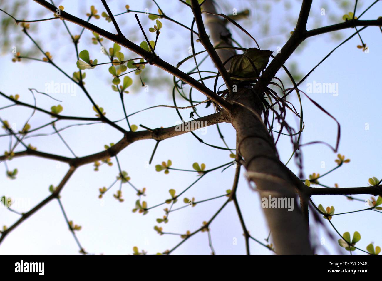 Tree branches air tree hi-res stock photography and images - Alamy