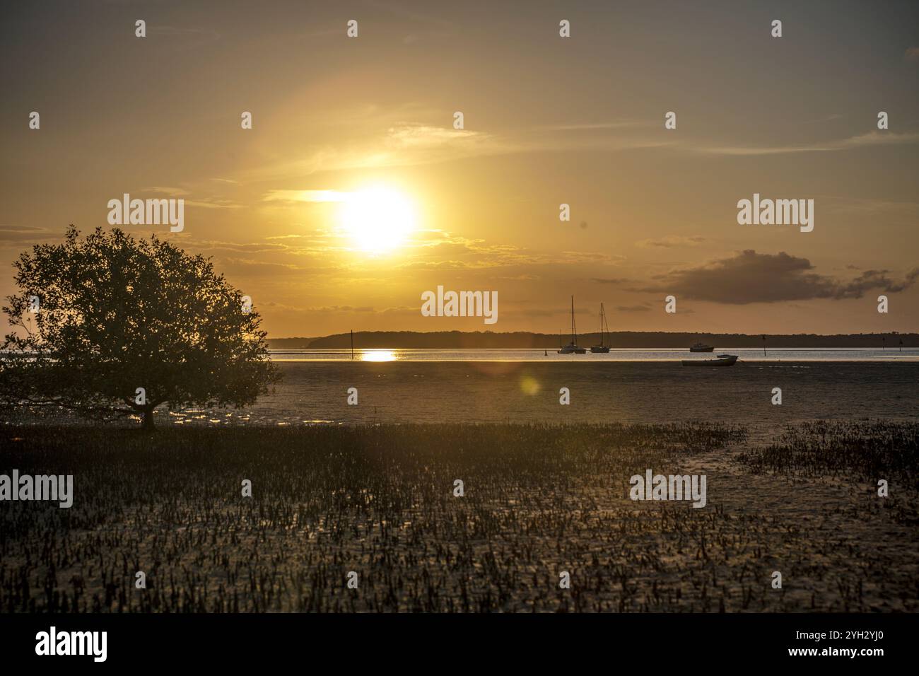 Serene wetlands environment hi-res stock photography and images - Alamy