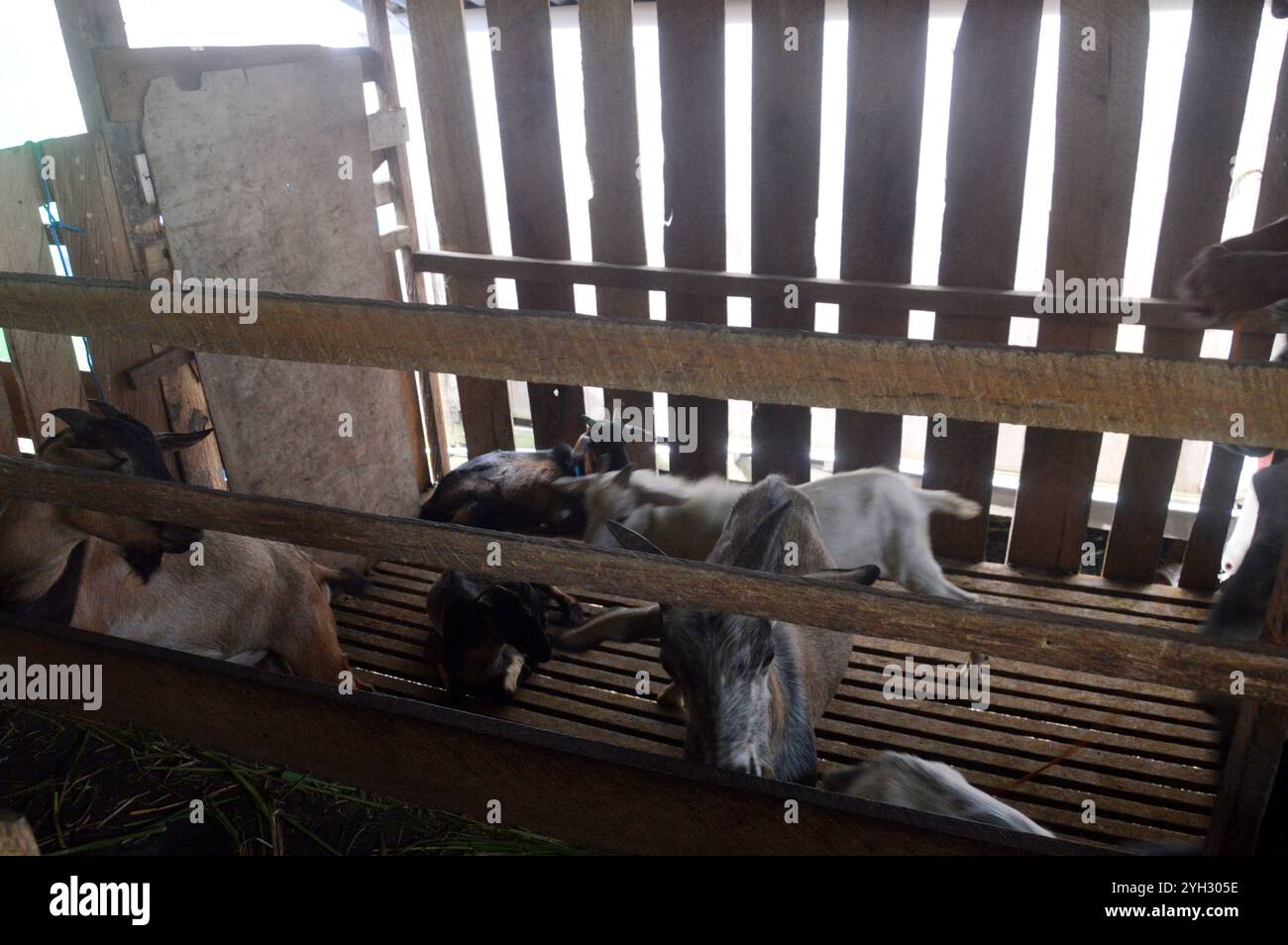goat breeding farm Stock Photo - Alamy
