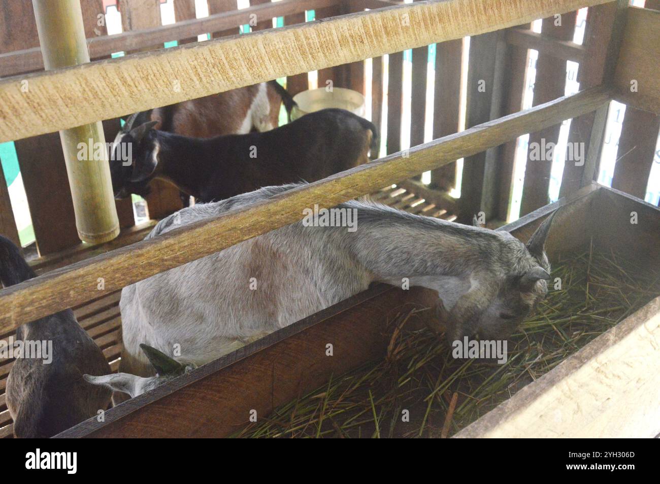 goat breeding farm Stock Photo - Alamy