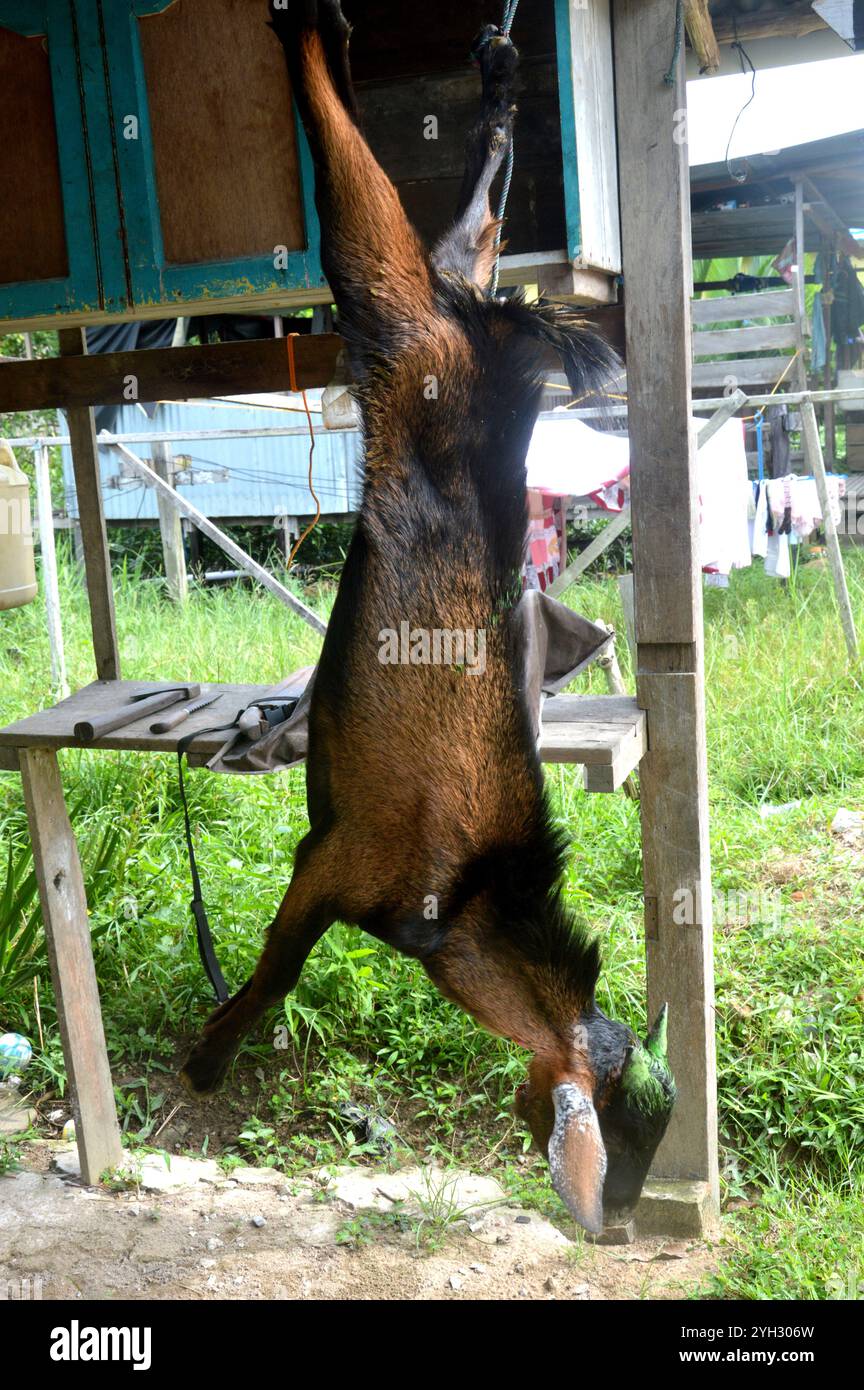 Skinning completed. Fresh goat meat, ready for cooked Stock Photo - Alamy