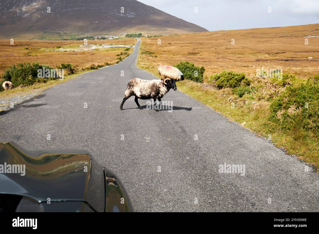 loose sheep roaming free on road holding up car achill island, county ...