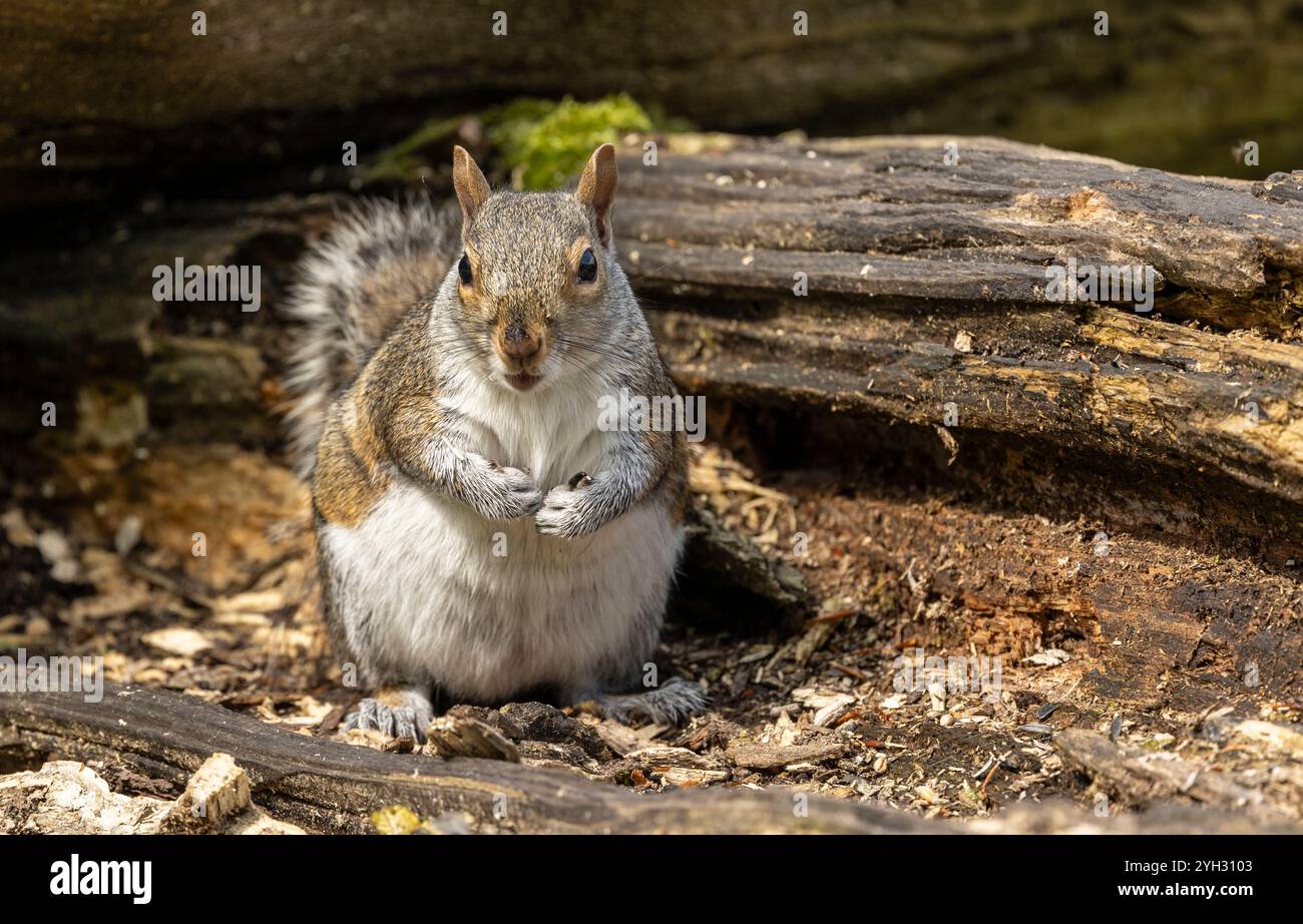 Squirrel portrait in native habitat hi-res stock photography and images ...