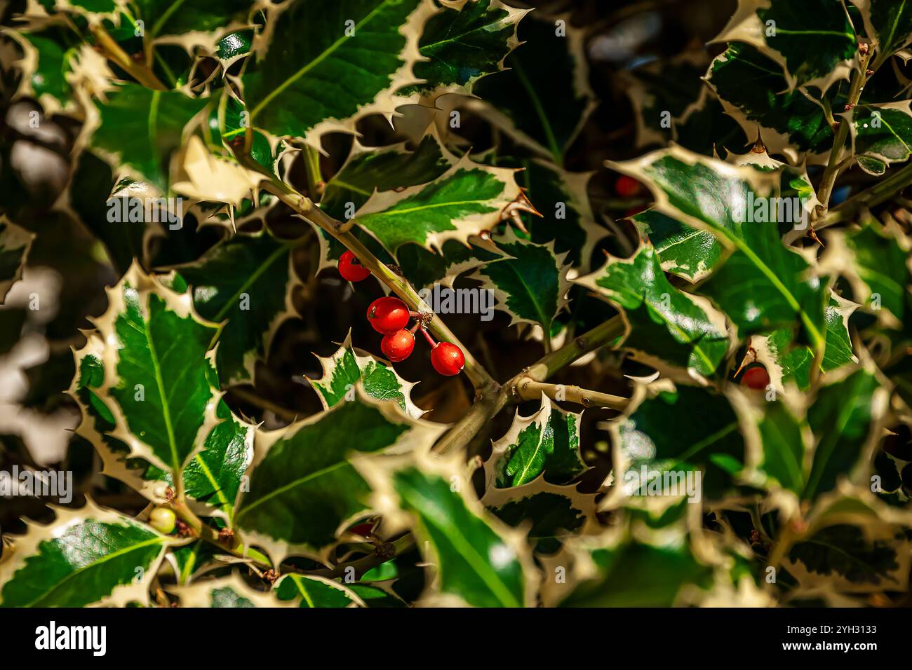 first red berries appear on the mistletoe plant Stock Photo - Alamy