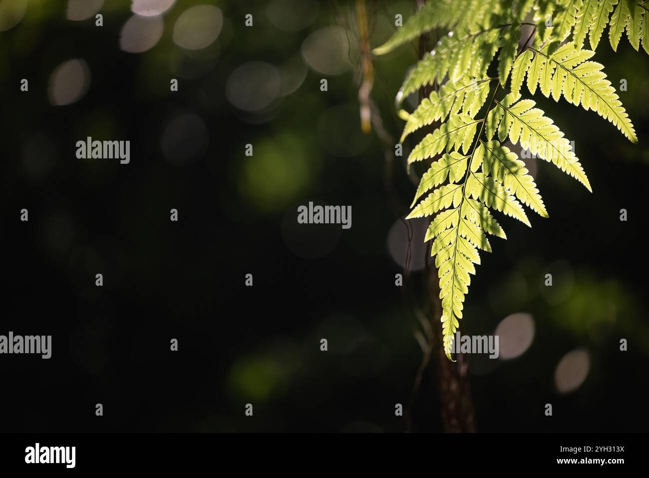 Ferns in the forest, Bali. Beautiful ferns leaves green foliage Stock ...