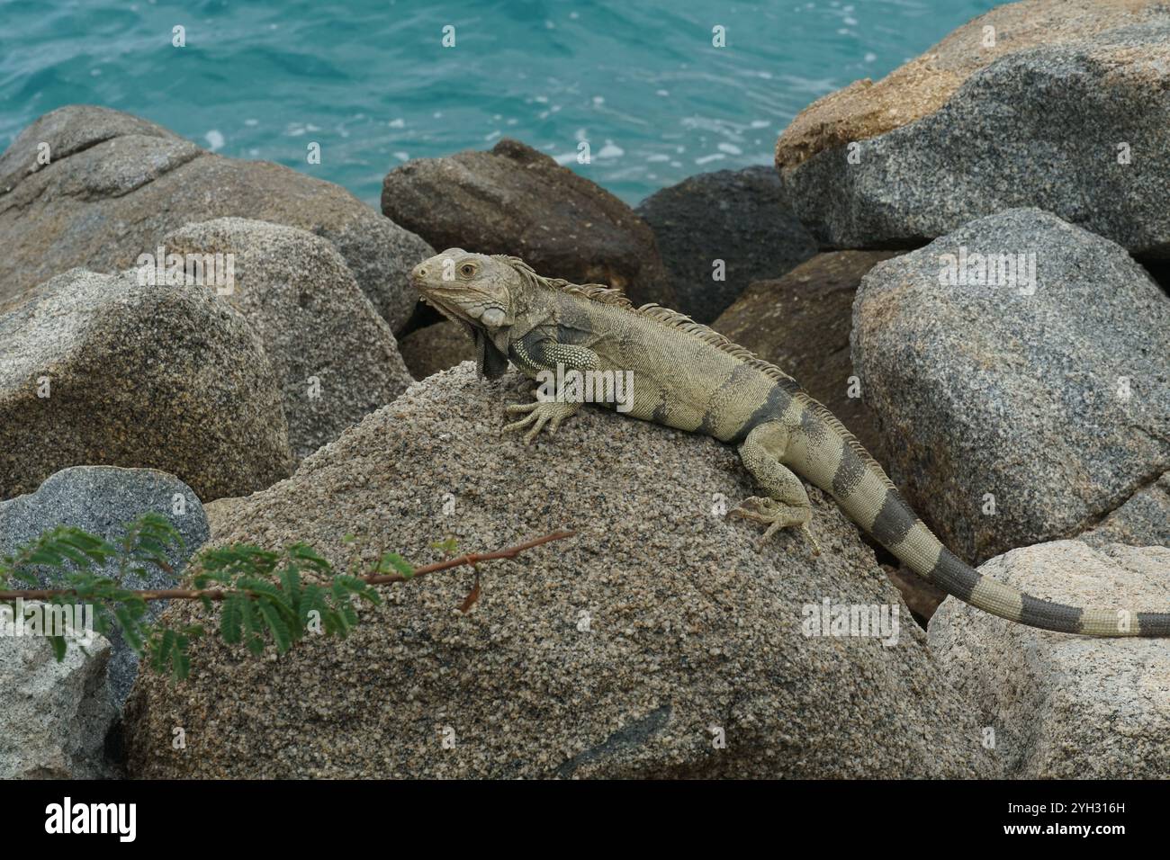 Yuwana hi-res stock photography and images - Alamy