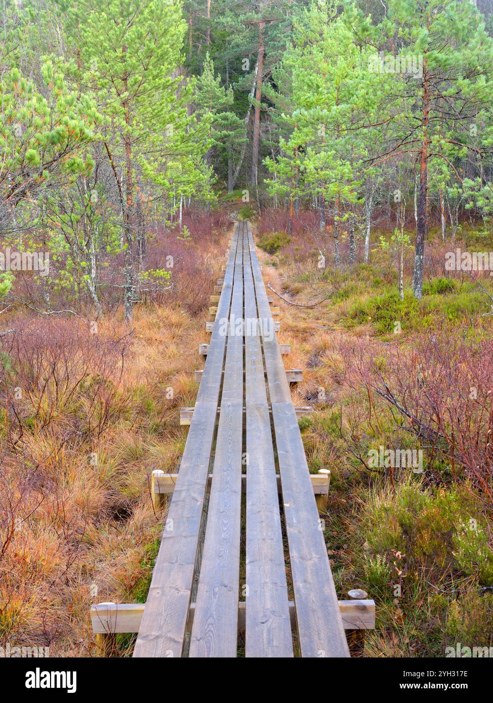 Boardwalk through the birch forest hi-res stock photography and images ...